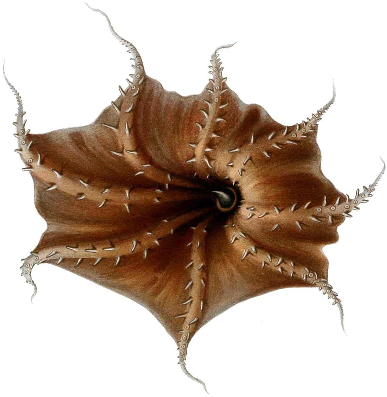 Labor versus the giant Australian Vampire Squid - MacroBusiness