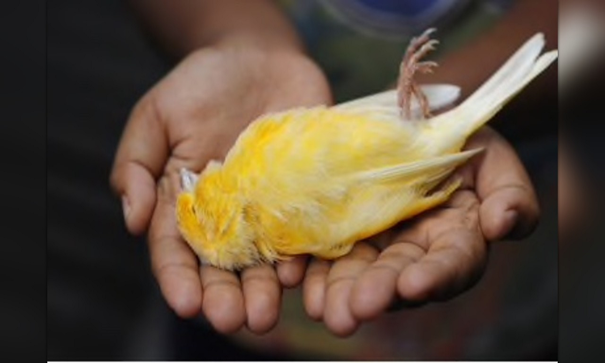 Korean trade canary still dead - MacroBusiness